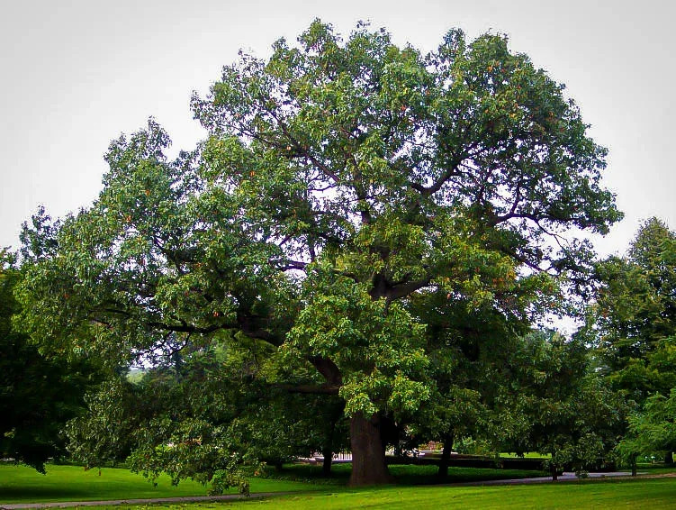 Black Oak Tree For Sale Online | The Tree Center