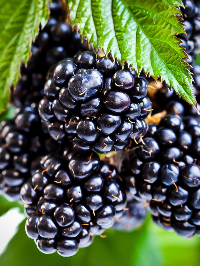 Arapaho Thornless Blackberry Bushes For Sale | The Tree Center