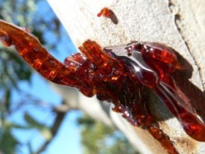 Qué es la savia de los árboles y por qué la producen? | The Tree Center ...