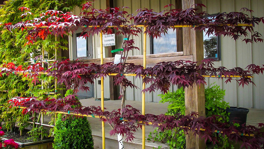 Growing Trees and Shrubs on Walls | The Tree Center™