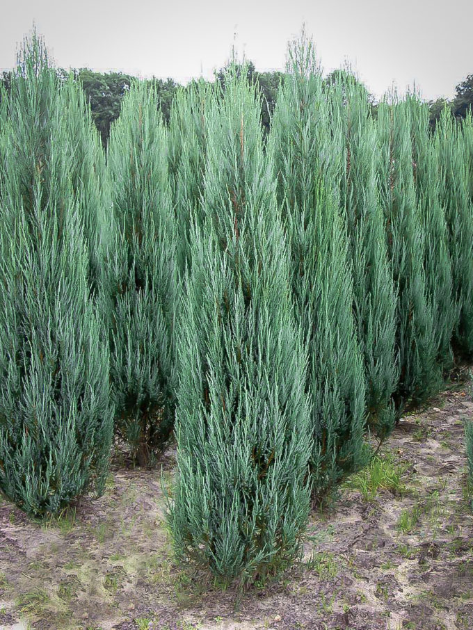 Emerald Sentinel™ Juniper For Sale Online | The Tree Center