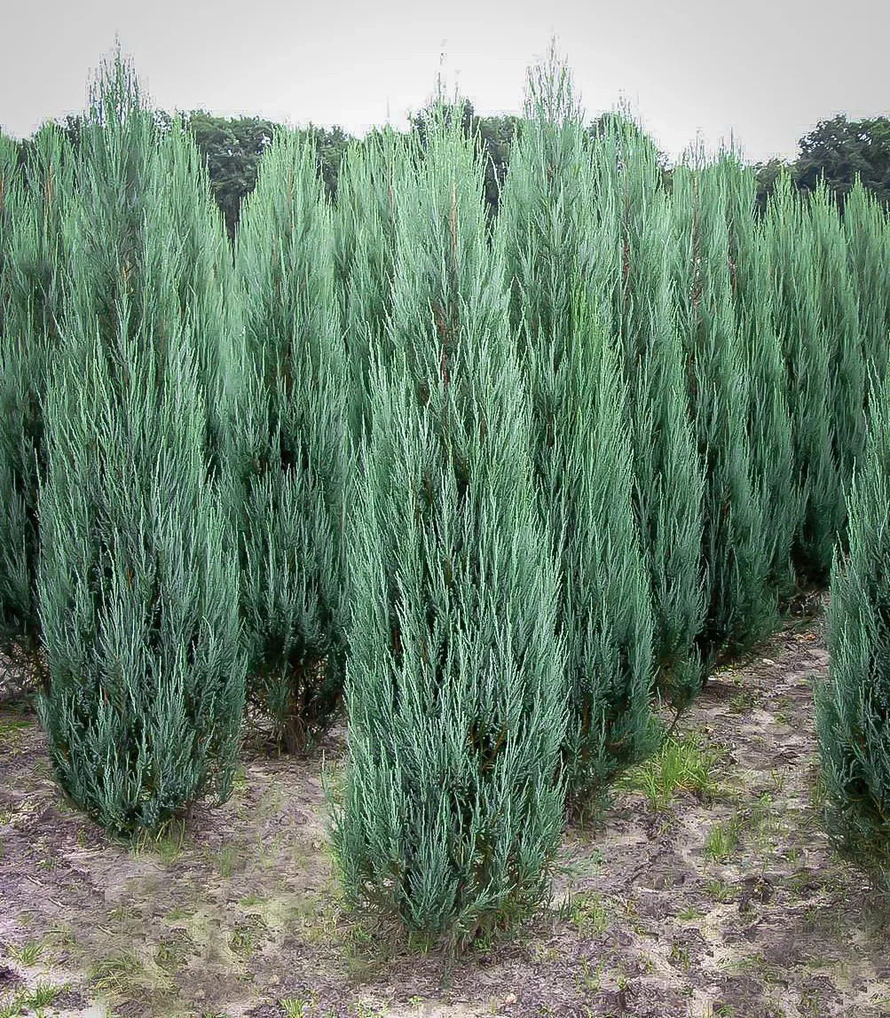 Buy Blue Arrow Juniper Trees Online | The Tree Center