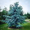 Meet the True Cedars – the Genus Cedrus | The Tree Center™