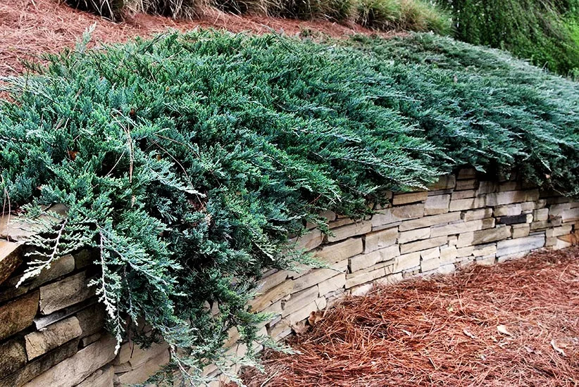 Blue Chip Juniper Trees For Sale Online | The Tree Center