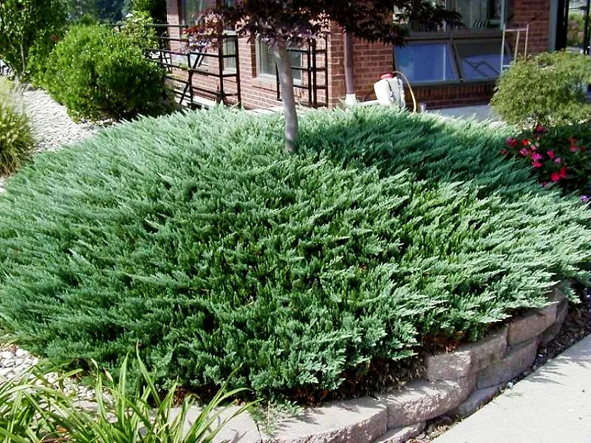 Blue Chip Juniper Trees For Sale Online | The Tree Center