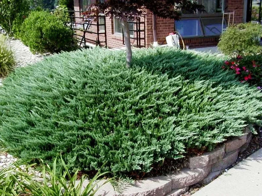 Blue Chip Juniper Trees For Sale Online | The Tree Center