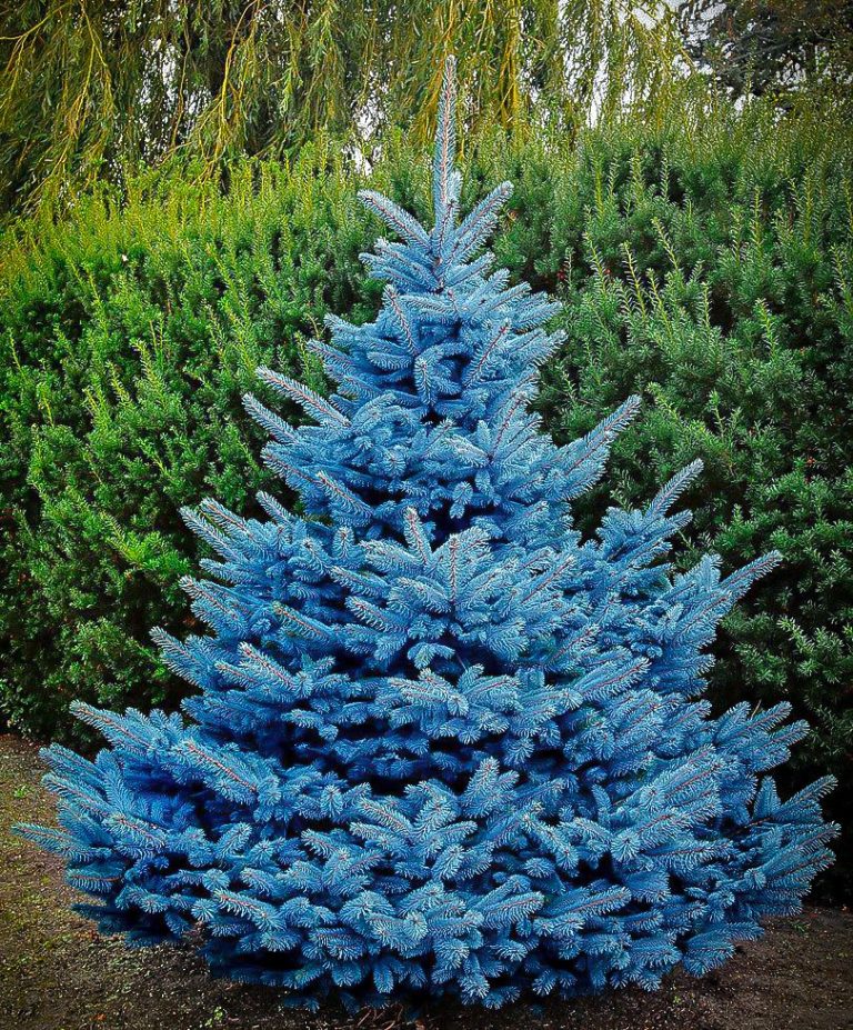 Blue Diamond Spruce Trees For Sale Online | The Tree Center