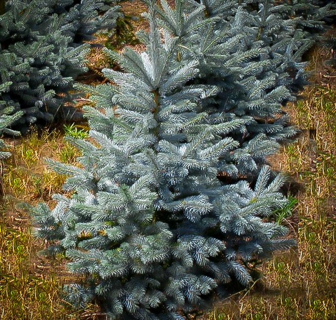 Blue Diamond Spruce Trees For Sale Online | The Tree Center