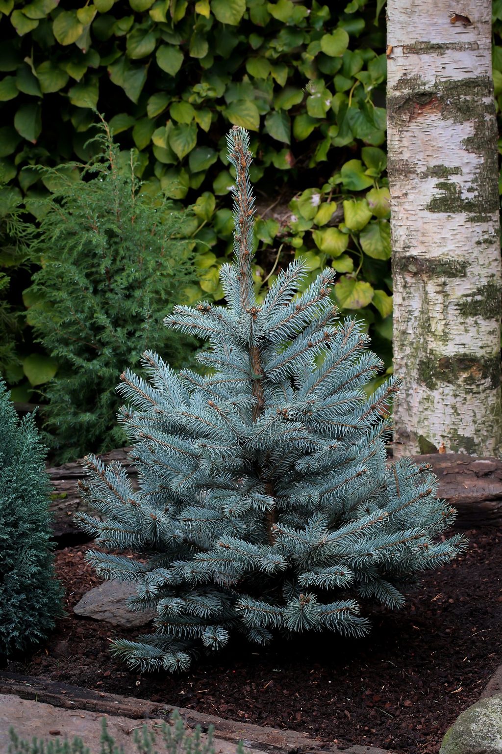Blue Diamond Spruce Trees For Sale Online | The Tree Center