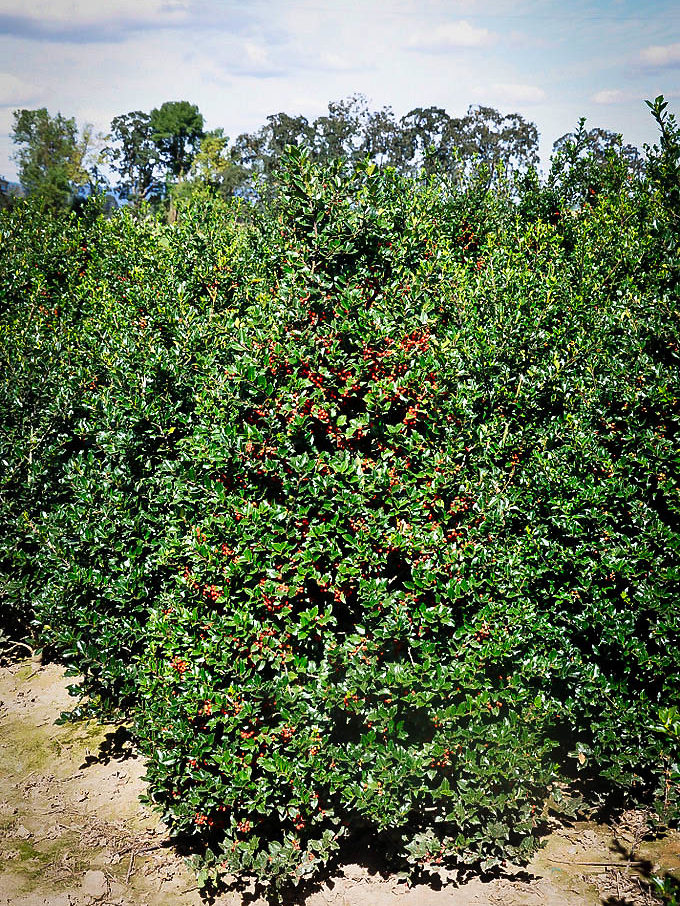 Soft Touch Holly For Sale Online | The Tree Center