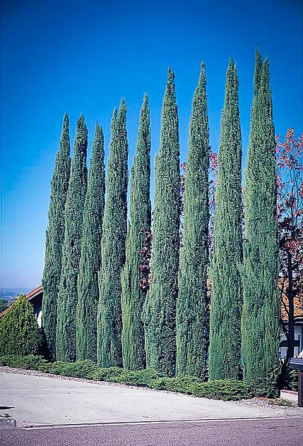 Blue Italian Cypress Trees For Sale Online | The Tree Center
