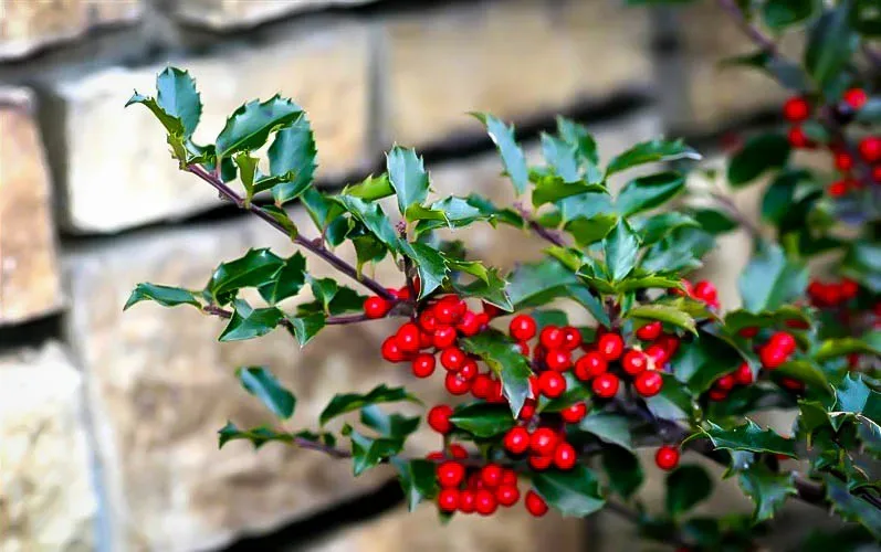 Best Holly Trees For Cold Areas | Cold-Resistant Holly Bushes