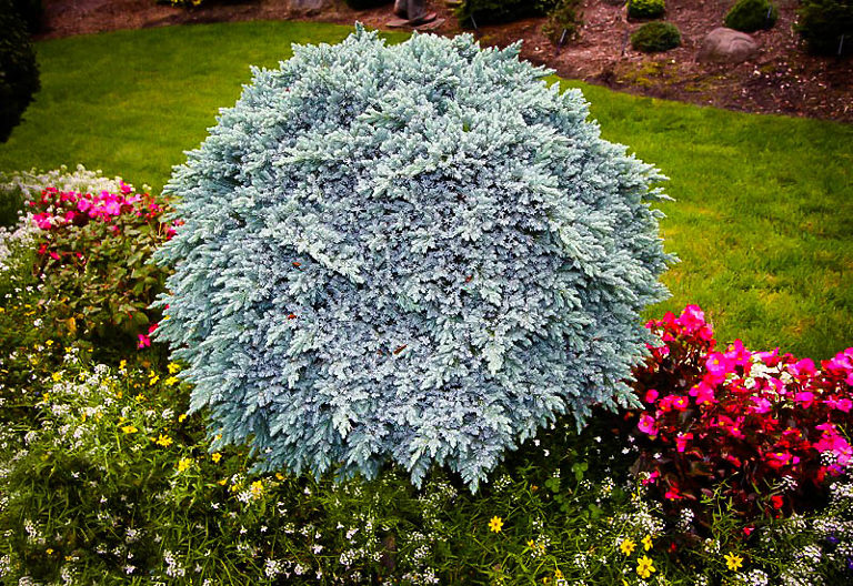 Blue Star Juniper Shrub For Sale Online | The Tree Center