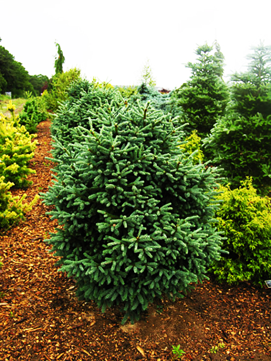 Blue Teardrop Spruce For Sale Online | The Tree Center