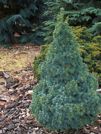 Buy Spruce Trees Online | Spruce Trees for Sale | The Tree Center