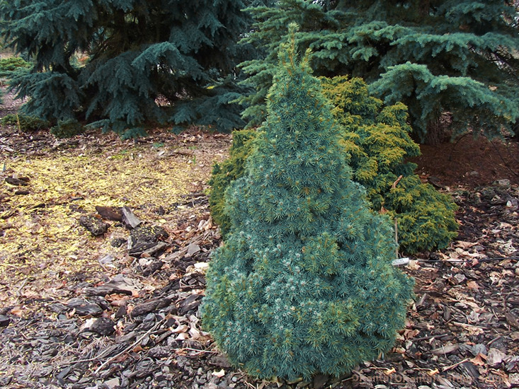 Blue Wonder Dwarf Spruce Trees For Sale Online | The Tree Center