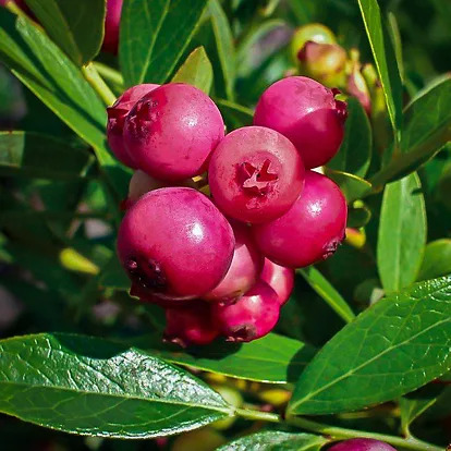 Pink Lemonade Blueberry Bushes For Sale | The Tree Center