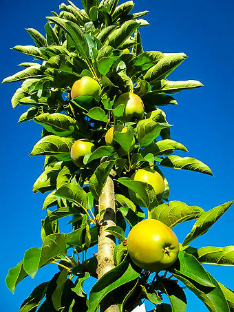 Blushing Delight Urban Apple Tree For Sale Online | The Tree Center
