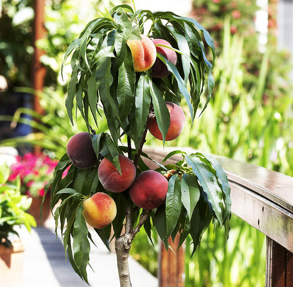 Bonanaza Patio Peach Trees For Sale Online | The Tree Center