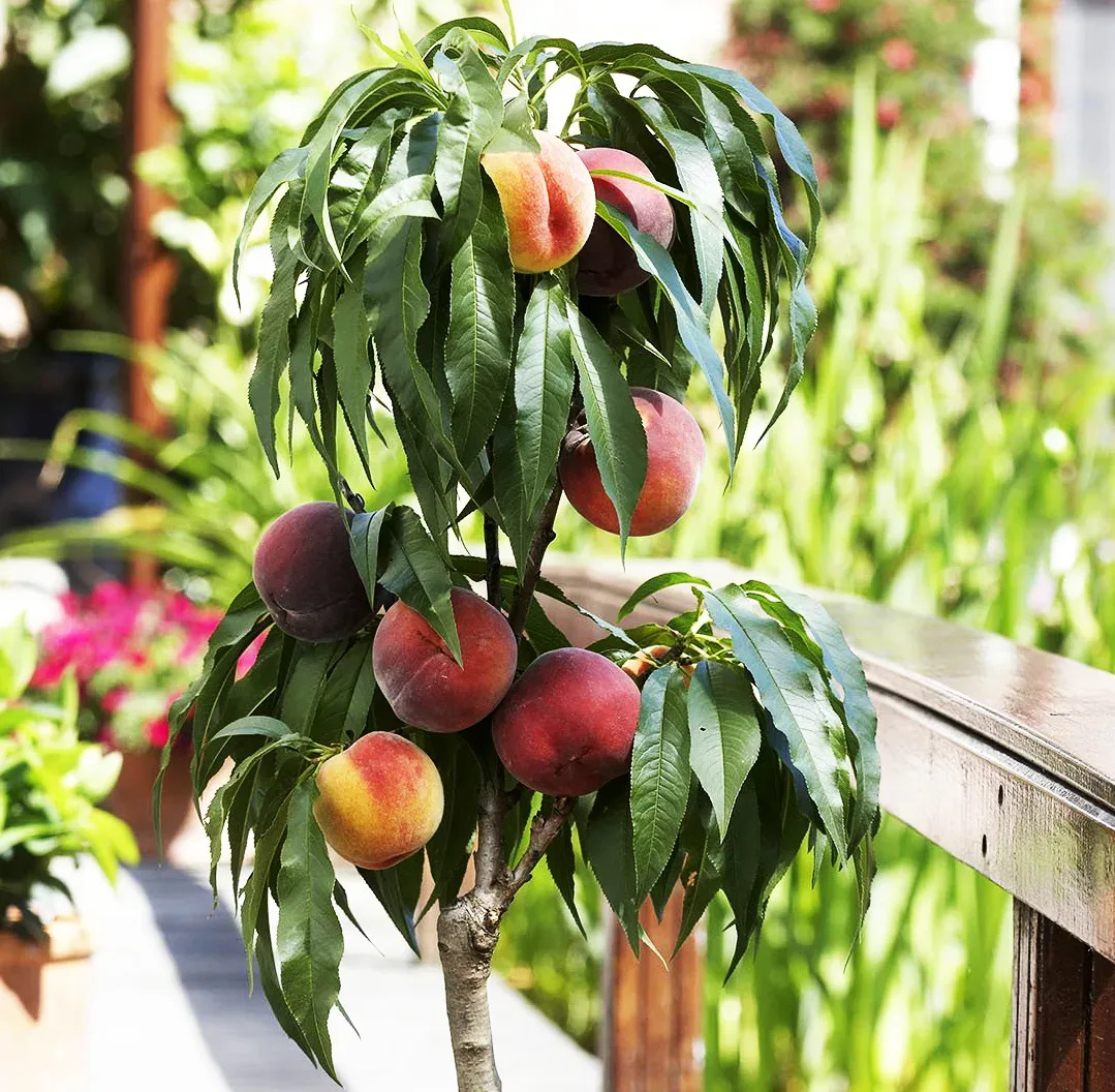 Bonanaza Patio Peach Trees For Sale Online | The Tree Center