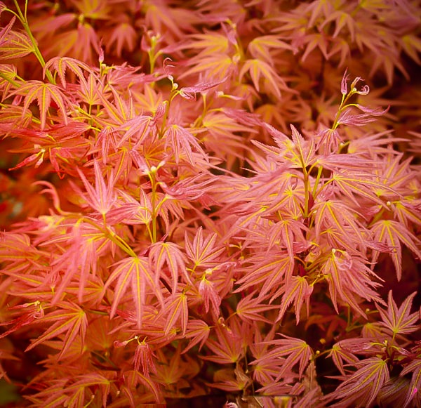 Bonfire Japanese Maple Trees For Sale Online | The Tree Center