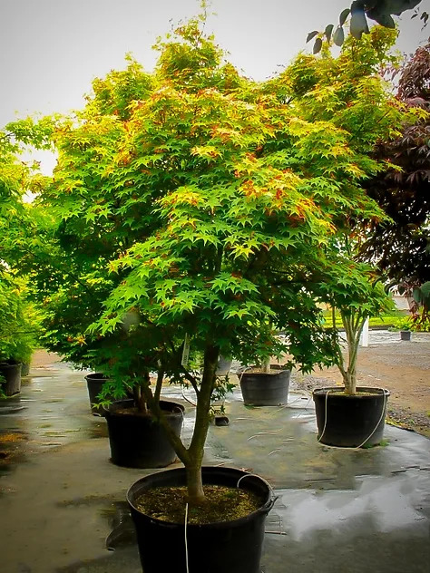 Bonfire Japanese Maple Trees For Sale Online | The Tree Center