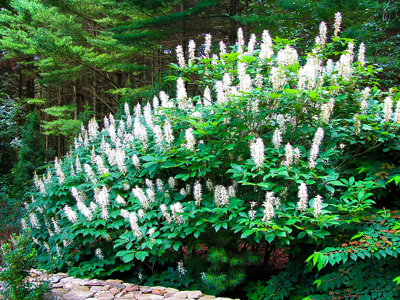 Bottlebrush Buckeye For Sale – Aesculus parviflora Bottlebrush Buckeye ...