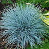 Boulder Blue Fescue For Sale Online | The Tree Center