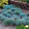 Boulder Blue Fescue For Sale Online | The Tree Center