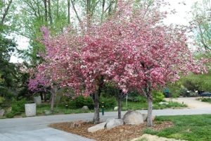 Brandywine Crab Apple Trees For Sale Online | The Tree Center