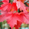 Brandywine Red Maple Trees For Sale Online | The Tree Center
