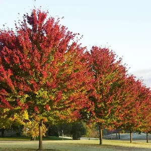 Brandywine Red Maple Trees For Sale Online | The Tree Center