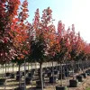Brandywine Red Maple Trees For Sale Online | The Tree Center
