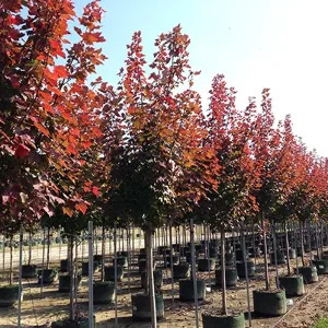 Brandywine Red Maple Trees For Sale Online | The Tree Center