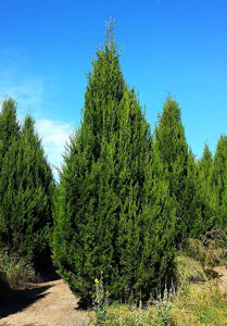 Brodie Eastern Red Cedar For Sale Online | The Tree Center