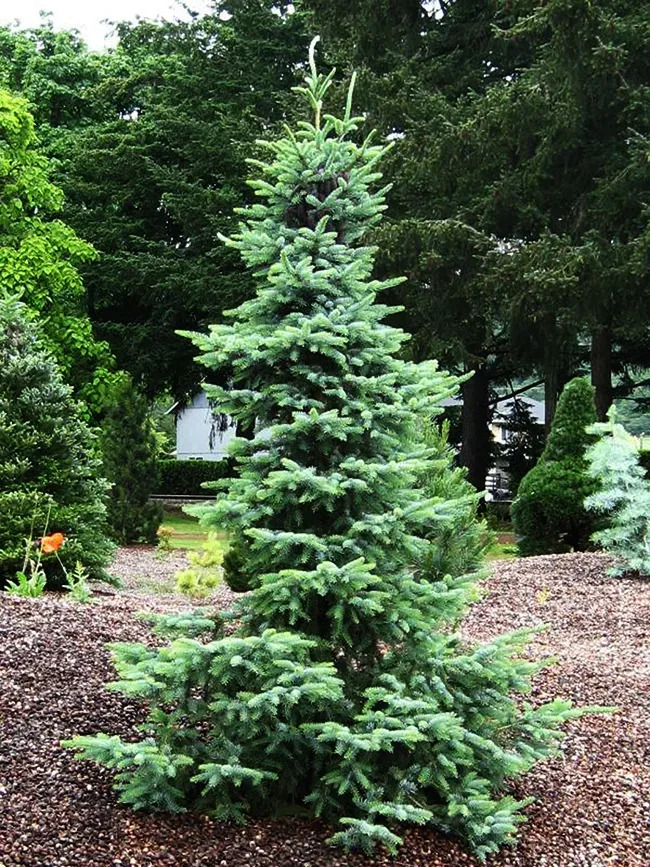 Spruce Trees for Sale Online | The Tree Center