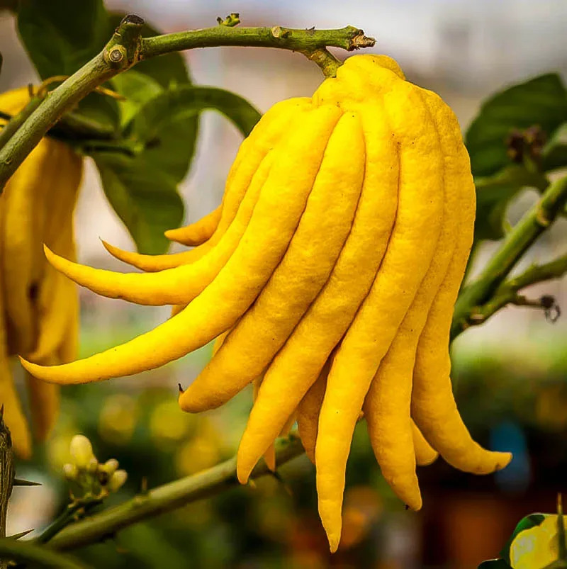 Buddha's Hand Citron Trees For Sale | The Tree Center