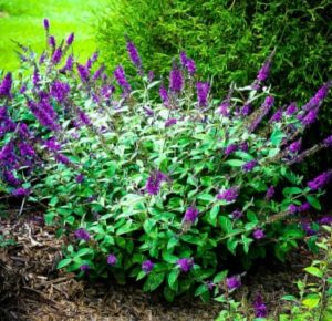 Flowers All Summer with the Butterfly Bush | The Tree Center™