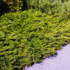 Buffalo Juniper For Sale Online | The Tree Center