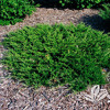 Buffalo Juniper For Sale Online | The Tree Center