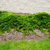 Buffalo Juniper For Sale Online | The Tree Center