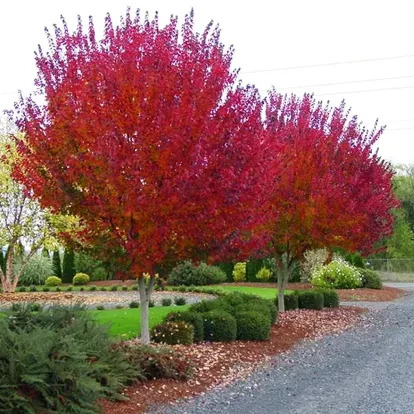 Burgundy Belle Red Maple Trees For Sale Online | The Tree Center