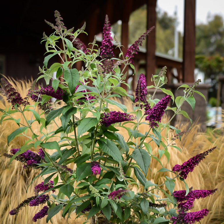 Cranrazz Butterfly Bushes For Sale Online | The Tree Center