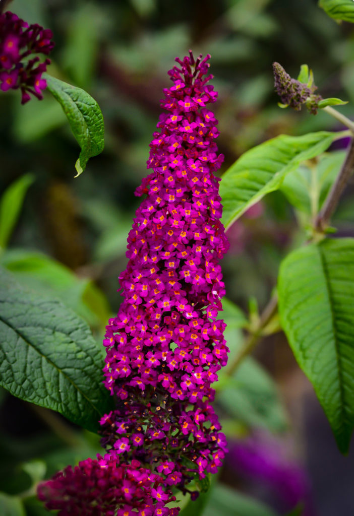 Cranrazz Butterfly Bushes For Sale Online | The Tree Center