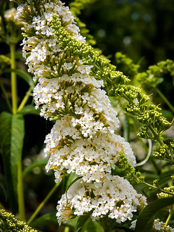 Asian Moon Butterfly Bush | The Tree Center