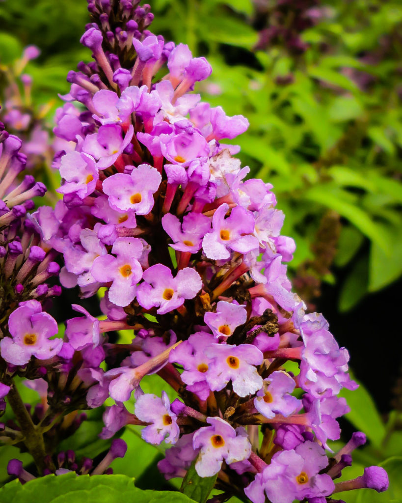 Flutterby Petite Tutti Fruitti Pink Butterfly Bush | The Tree Center