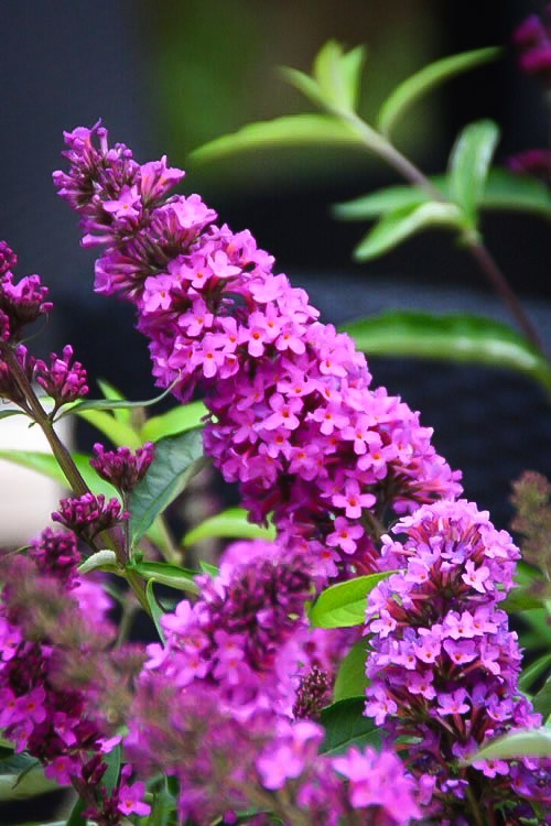Flutterby Petite Tutti Fruitti Pink Butterfly Bush | The Tree Center