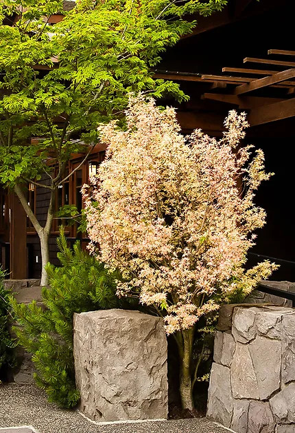 Butterfly Japanese Maple For Sale | The Tree Center