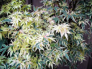 Butterfly Japanese Maple For Sale | The Tree Center