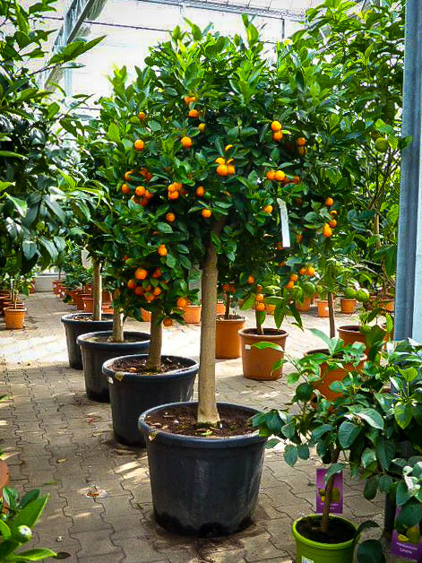 Calamondin Orange Tree For Sale Online | The Tree Center Calamondin Orange Tree For Sale Online | The Tree Center
